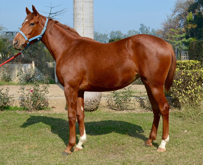 Mebajeona - Stallion horse Stud Farm