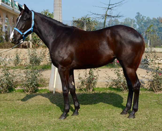 Mebajeona - Stallion horse Stud Farm