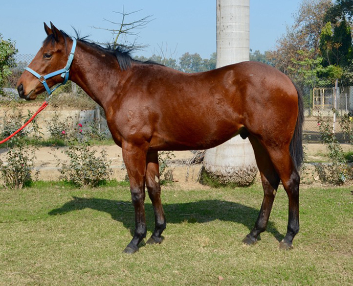 Mebajeona - Stallion horse Stud Farm