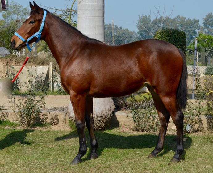 Mebajeona - Stallion horse Stud Farm